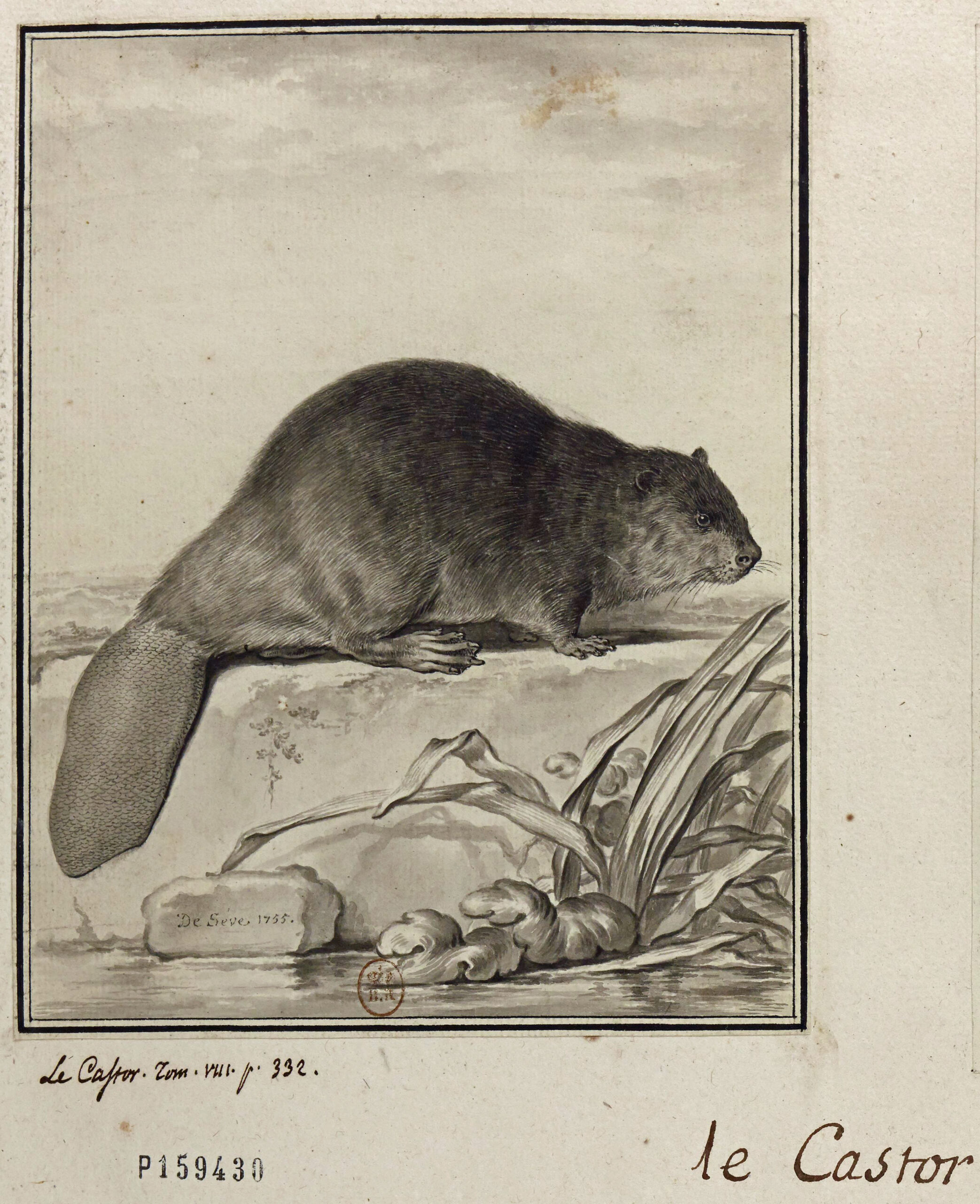 Where did the beaver go ? – Frenchtown Historic Site